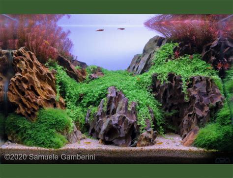 Setup Bể Thủy Sinh Đá Cực Đẹp