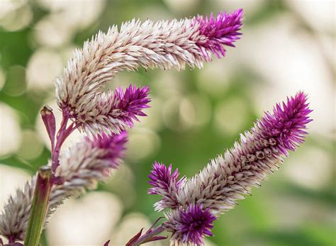 Ruby Parfait Celosia Photograph By Jane Luxton Fine Art America