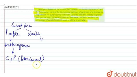 In Sweet Pea Flower Colour Is Controlled By Two Complementary Genes