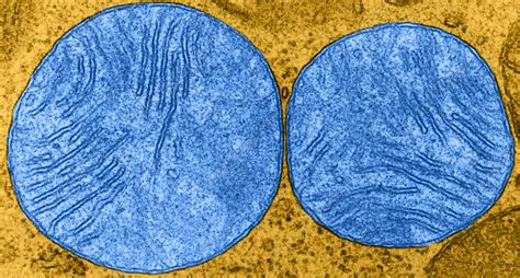 Stages Of Mitochondrial Division Tem Stock Image C009 3526 Science Photo Library