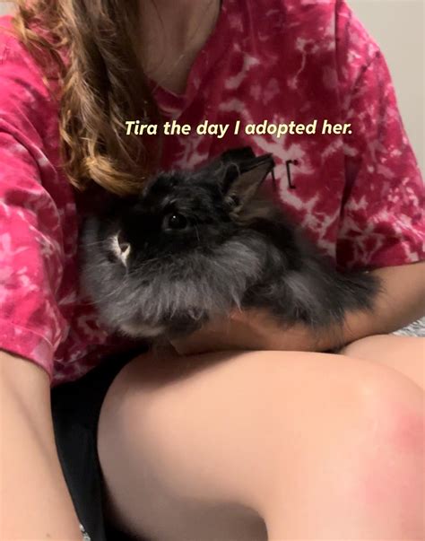 My Rabbit Bit My New Rabbits Lip While Bonding R Rabbits