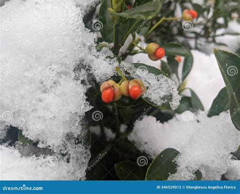 Euonymus Occidentalis Is A Species Of Spindle Tree Stock Image Image