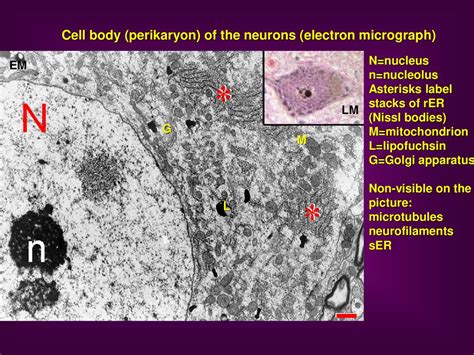 Histology 113 Nervous Tissue Ppt Download Histology 113 Nervous Tissue Ppt Download