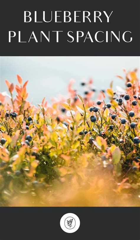 Blueberry Plant Spacing Blueberry Plant Plant Spacing Berry Garden