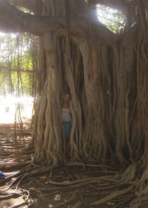 Eco Structure Iiarchimorph