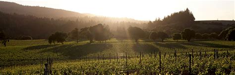 Long Meadow Ranch Rosé Of Pinot Noir Anderson Valley 2017 Gus