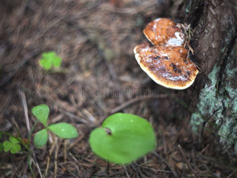 Tinder Mushroom On A Birch Tree Trunk On A Blurred Background Of Leaves
