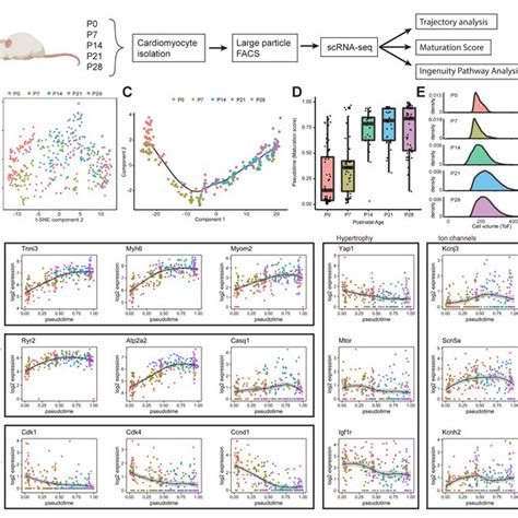 Fig S3 Chip Seq Antibody Validation A B Chip Qpcr Showing Log Fold