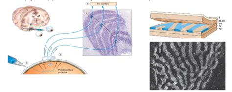 3 3 Visual System Striate And Association Cortex Flashcards Quizlet