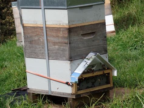 Robbing Screen How To Stop Wasps And Bees Robbing Your Bee Hives Artofit