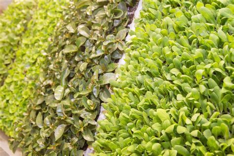 Lush Green Artificial Hedge Panels For Landscape Design In The Showcase