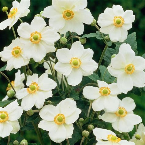 Anemone Hybride Andrea Atkinson Japanese Anemone Windflower