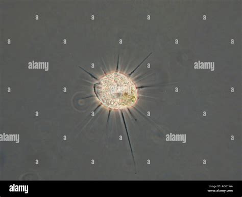 Microscope Contraste De Phase Cellule Banque De Photographies Et D