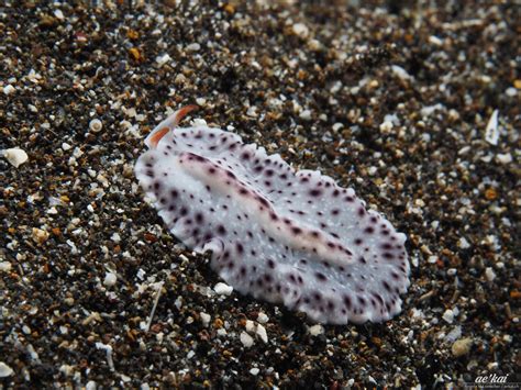 Polycladida Angela V Loetscher Photography