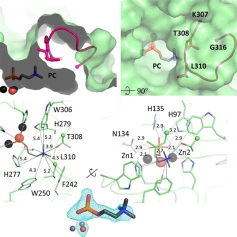 Pdf Crystal Structure Of The Acid Sphingomyelinase Like