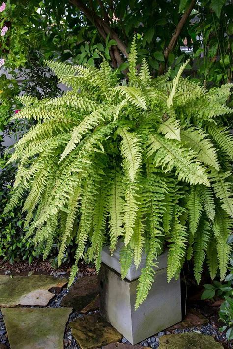Types Of Indoor Ferns Pictures With Names