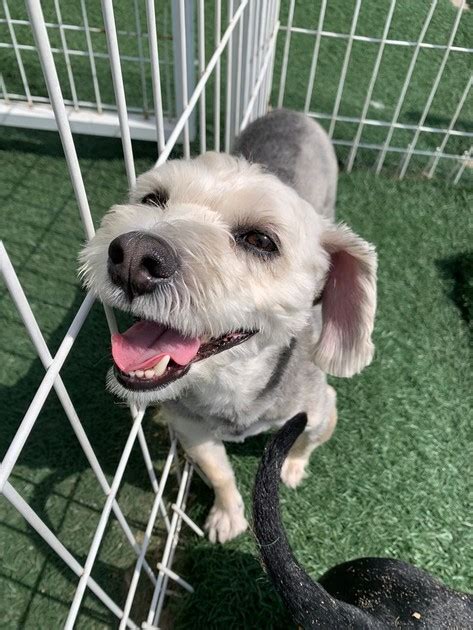 슈나우저 사랑 강아지 책임무료분양 강아지•고양이입양 강아지보호소 고양이보호소 무료분양 아이조아보호소