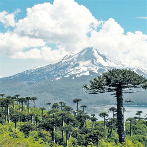 Conguillío National Park National Park With Ancient Araucaria Forests