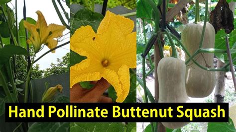 Butternut Squash Identification At Oscar Godson Blog