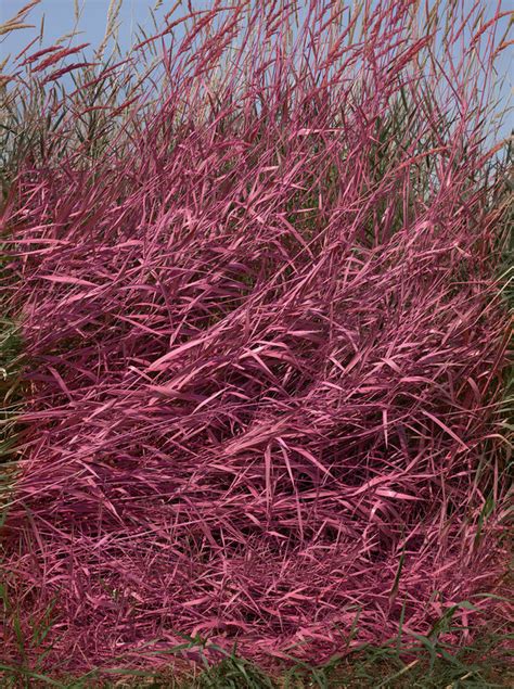 Andrew Dadson Colour Field Creeping Wild Rye Grass Leymus Triticoides Pink 2023