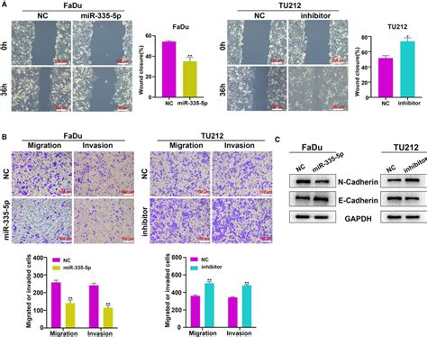Mir‐335‐5p Inhibits Cell Migration Invasion And Emt Process In Hnscc Download Scientific