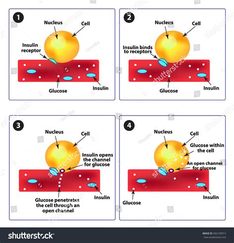 Absorption Glucose By Cell Diabetes Increase Stock Vector Royalty Free