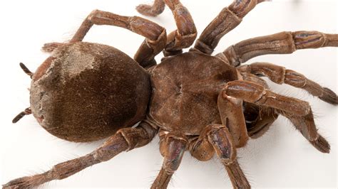 Goliath Bird Eating Spider Eyes