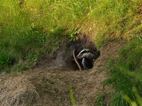 Werkgroep Dassen Ivn