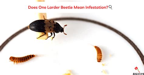 Larder Beetle Deterrent At Richard Schrader Blog