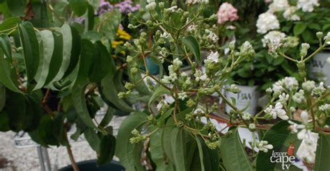 Cape Cod Fall Garden Guide