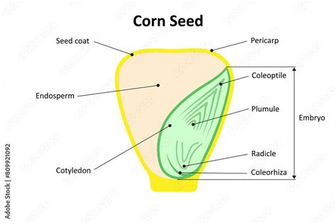 Corn Seed Monocot Parts Of A Seed Diagram Stock Illustration