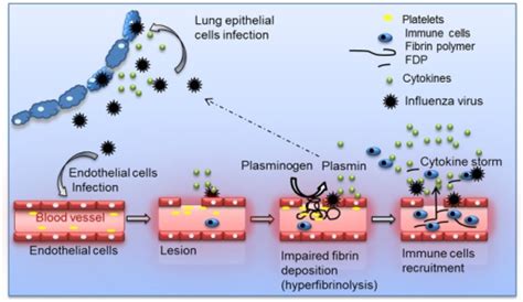 Schematic Overview Of The Proposed Model For Plasminoge Open I