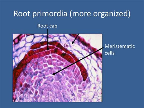 Ppt Biology Of Adventitious Root Formation On Cuttings Powerpoint
