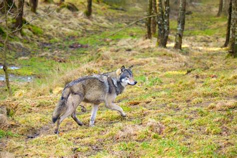 Wildlife In Norway Your Guide To Wildlife Watching In Norway