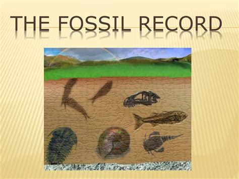 Fossil Record Facts And Characteristics At Lawrence Henry Blog