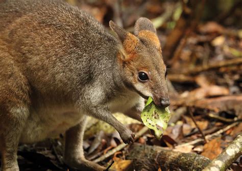 Macropods Of Seq Land For Wildlife