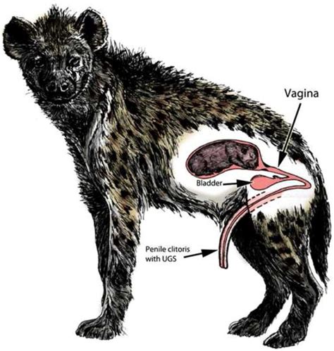 Development Of The External Genitalia Perspectives From The Spotted