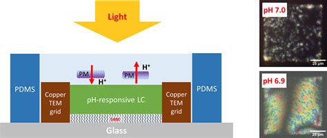 Membrane Proteins In Action Monitored By Ph Responsive Liquid Crystal Biosensors Acs Applied