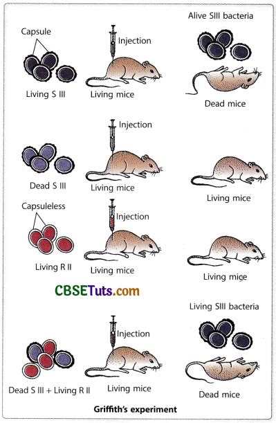 Dna As Genetic Material Properties And Requirements Cbse Tuts