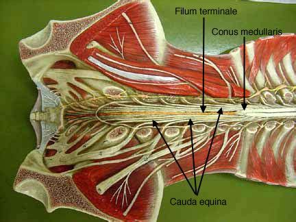 Filum Terminale Cadaver