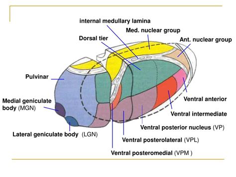 Ppt The Cerebellum Powerpoint Presentation Free Download Id5721503