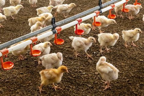 The Latest Global Poultry Developments Poultry World