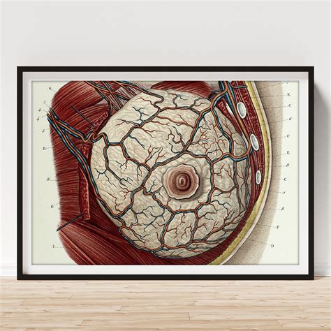 Female Breast Anatomy 2 Poster By Science Photo Library Science
