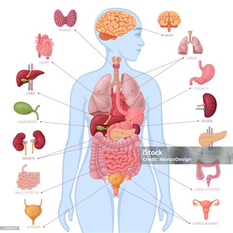 Human Anatomy Infographic Elements Female Body Stock Illustration