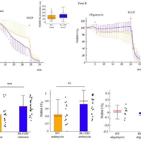 Tmrm Staining And Immunofluorescence Of Mixed Hippocampal Mouse Download Scientific Diagram