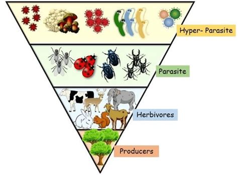 Ecological Pyramid Meaning Types Example Upsc Notes