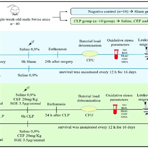 Experimental Protocol Of The Clp Model And Pre Treatments Clp Cecal
