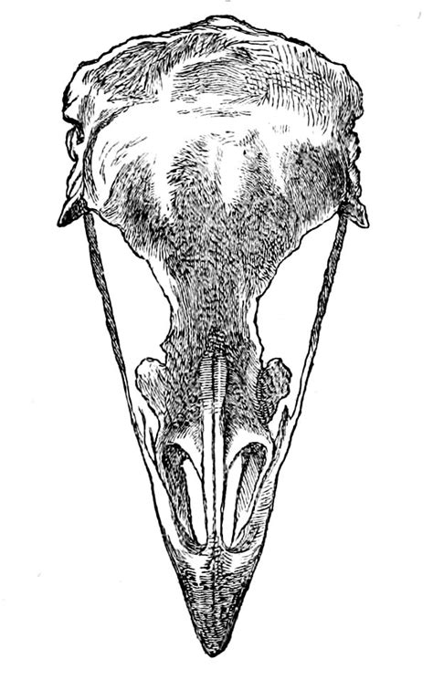 Gallus Gallus Domesticus Skull 1881 Traditional Visual Art Under Public Domain License