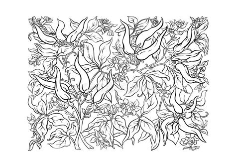 Hot Chilly Pepper Plant With Fruits And Flowers Stock Vector Illustration Of Harvest Pepper