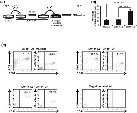 effects of sequential switching of matrices during endothelial